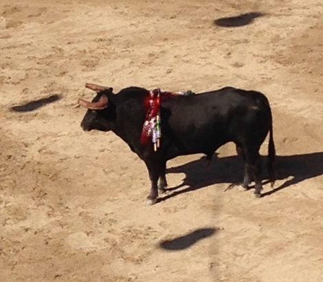 The Portuguese Bullfight | Lyn Miller-Lachmann